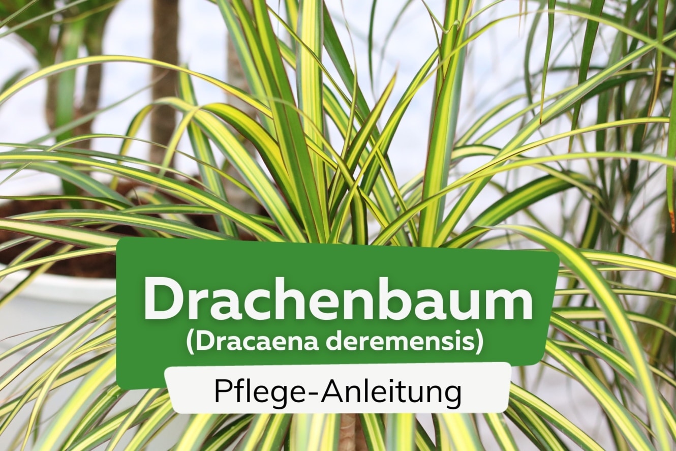 Drachenbaum, Dracaena deremensis: Pflege und Sorten