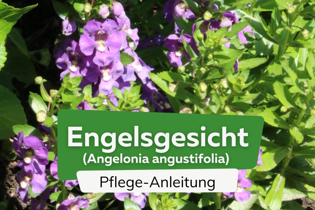 Fabelhafte Engelsgesicht Pflanze Winterhart Ebenbild