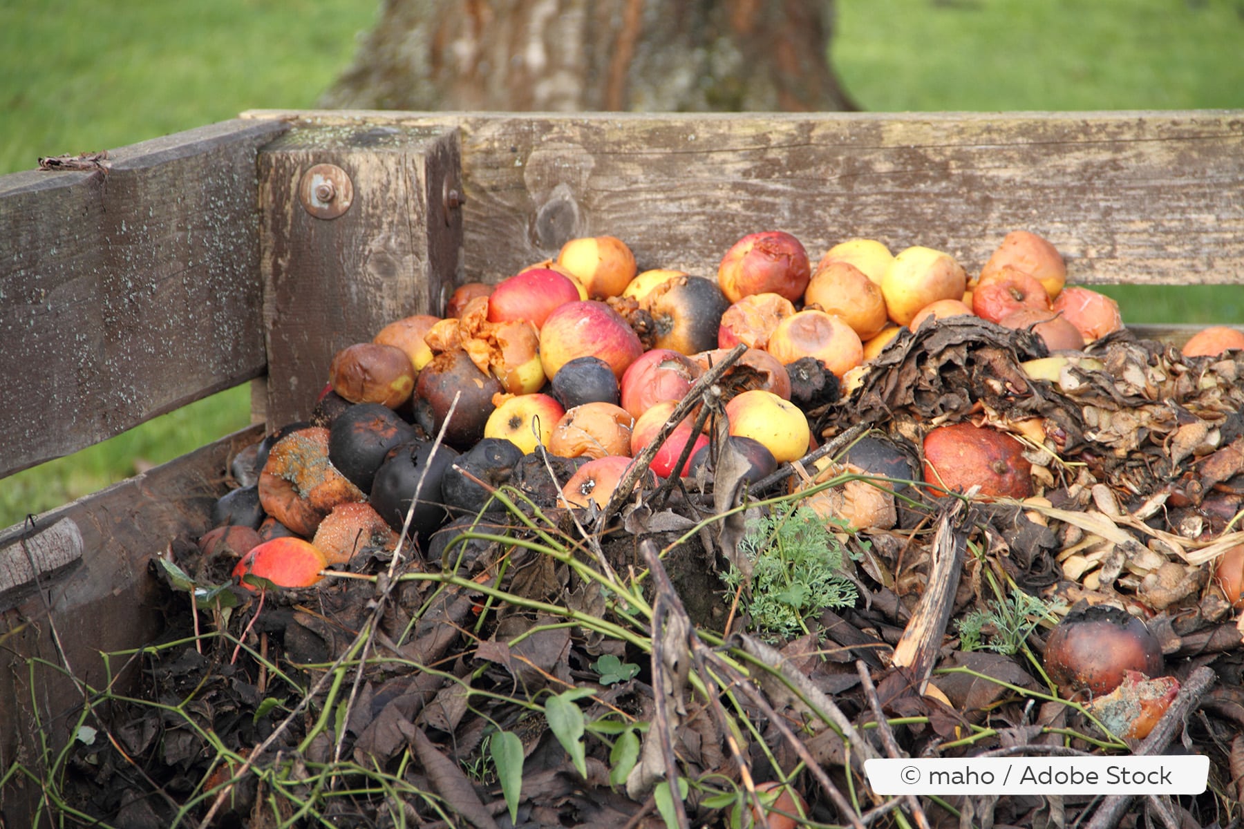 Fallobst kompostieren: dürfen faule Äpfel auf den Kompost?