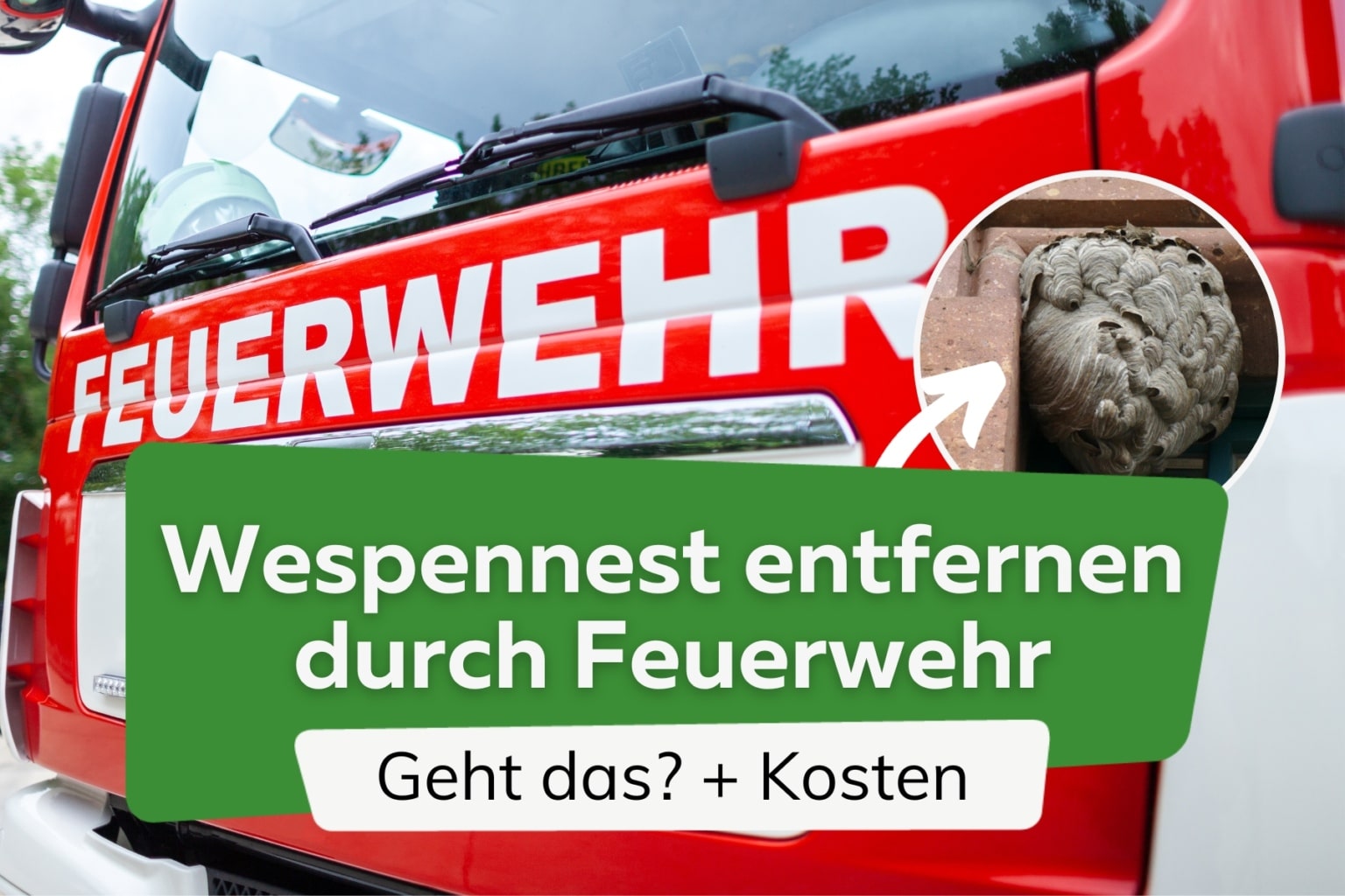Wespennest Entfernen Kosten Feuerwehr