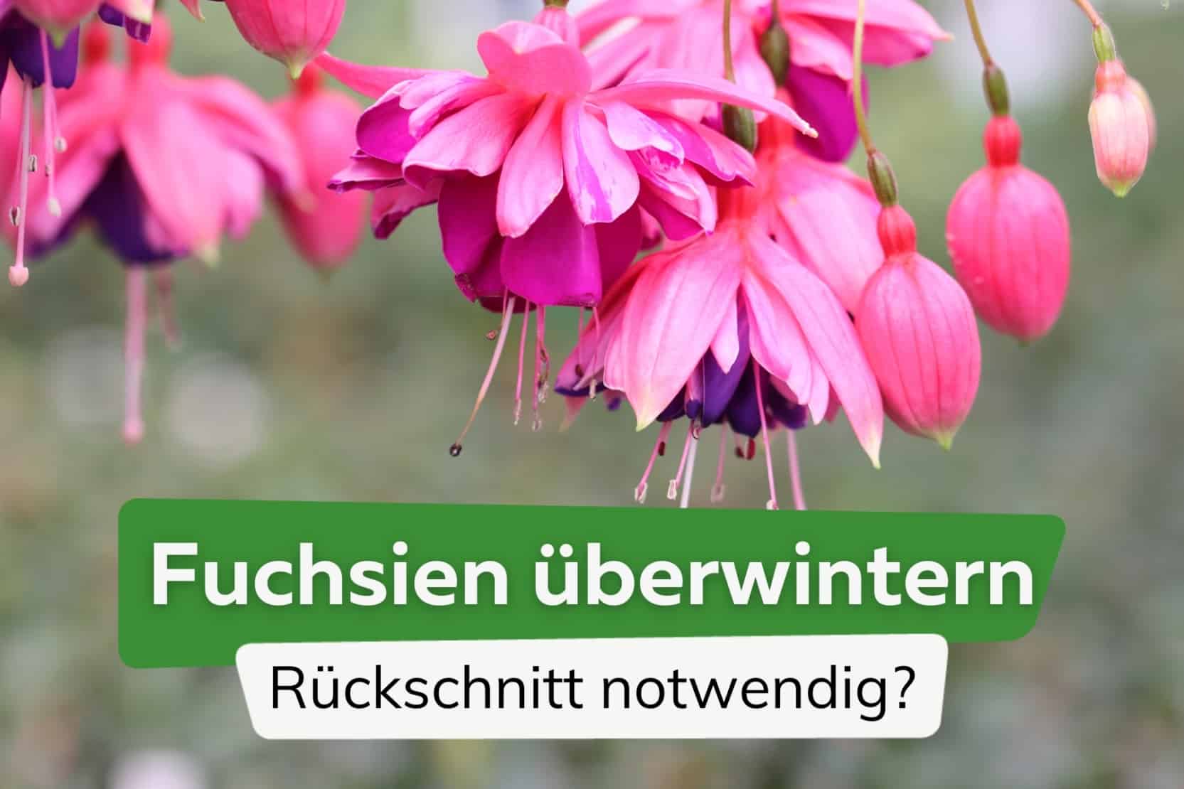 Fuchsien In Plastiktuten Uberwintern
