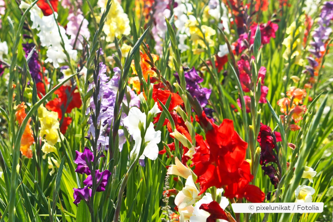 13 Schnittblumen aus dem Garten: Diese Sorten eignen sich für die Vase