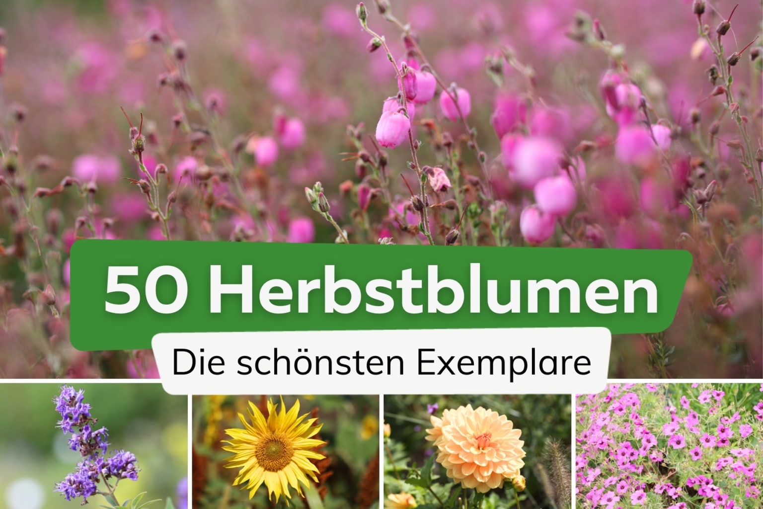 Herbstblumen: die 50 schönsten Blumen für die Herbstbepflanzung