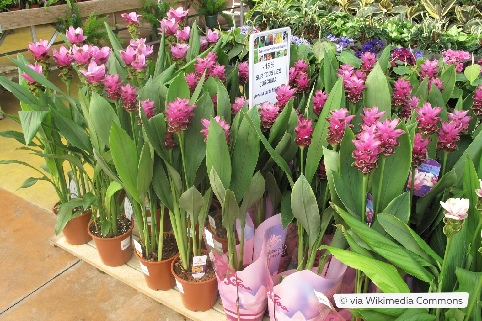 Curcuma Pflanze Pflege