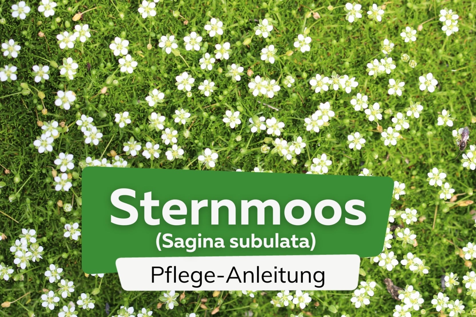 Sternmoos, Sagina subulata: Anzucht aus Samen und Pflege