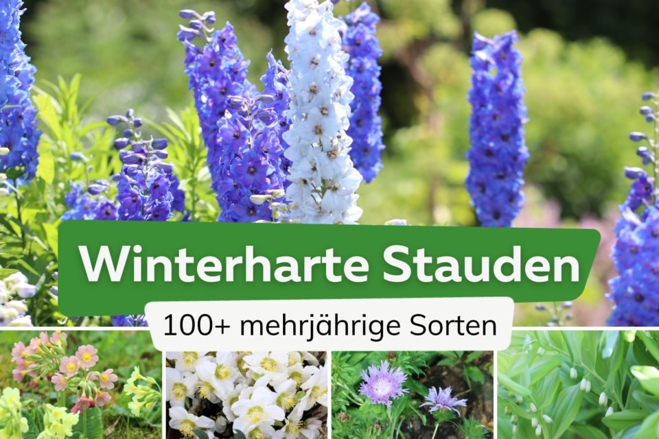 Winterharte Stauden von A-Z: über 100 mehrjährige Sorten