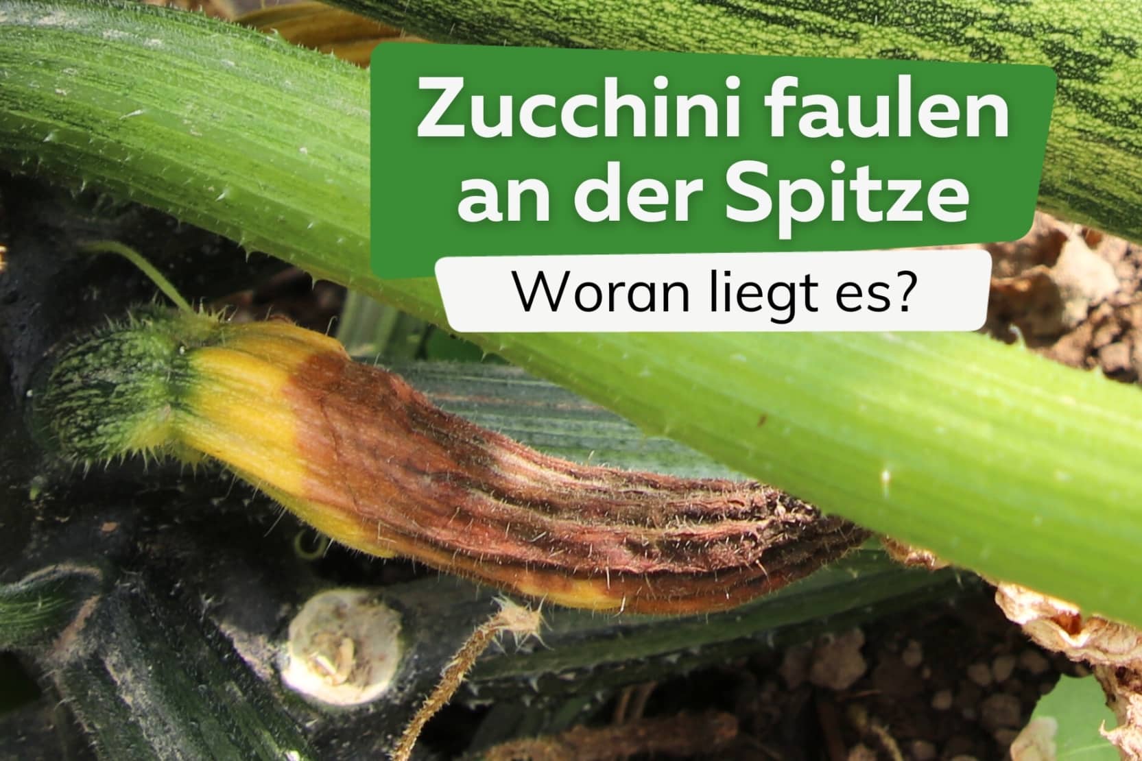 Zucchini faulen an der Pflanze: Wenn die Spitze fault