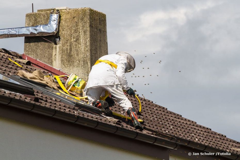 Bienennest entfernen: So werden Sie Bienen rechtlich sicher los Bienennest entfernen: So werden Sie Bienen rechtlich sicher los