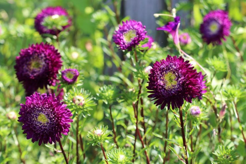 Astern/Herbstastern schneiden: wann und wie?