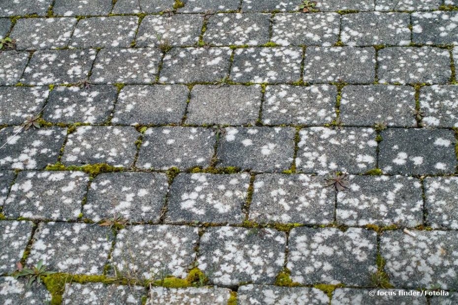 Flechten von Pflastersteinen entfernen: 4 natürliche Hausmittel Flechten von Pflastersteinen entfernen: 4 natürliche Hausmittel