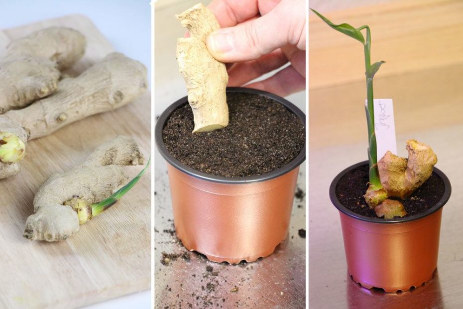 Ingwer pflanzen: Anleitung | So ziehen Sie Ihre eigene Ingwerpflanze
