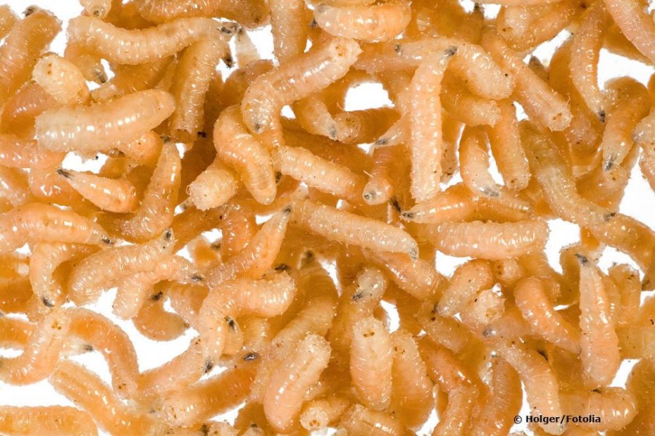 Woher kommen Maden in der Küche?