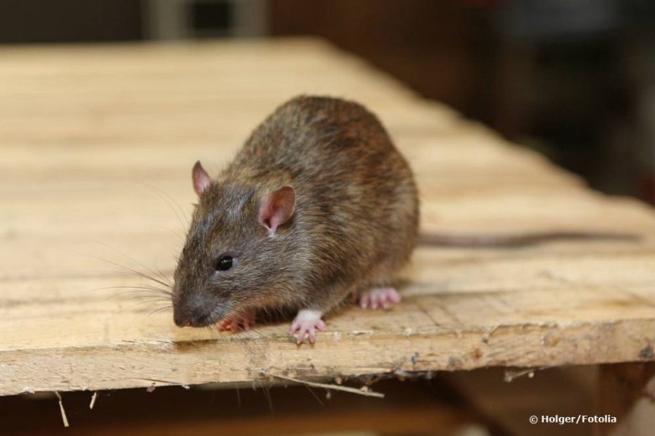 Rattenkot erkennen: so sieht er aus | Was tun bei Rattenkot im Garten?