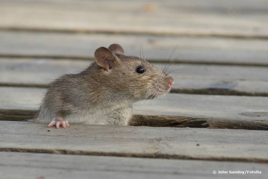 Rattenkot erkennen: so sieht er aus | Was tun bei Rattenkot im Garten?