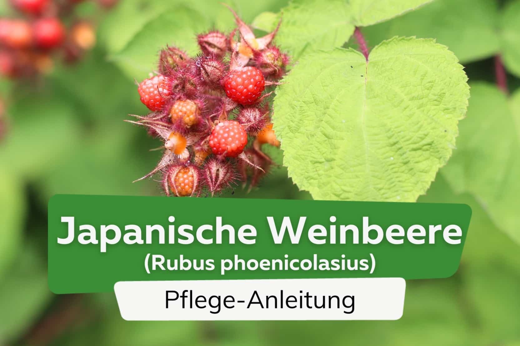 Japanische Weinbeere, Rubus phoenicolasius: Pflege von A-Z