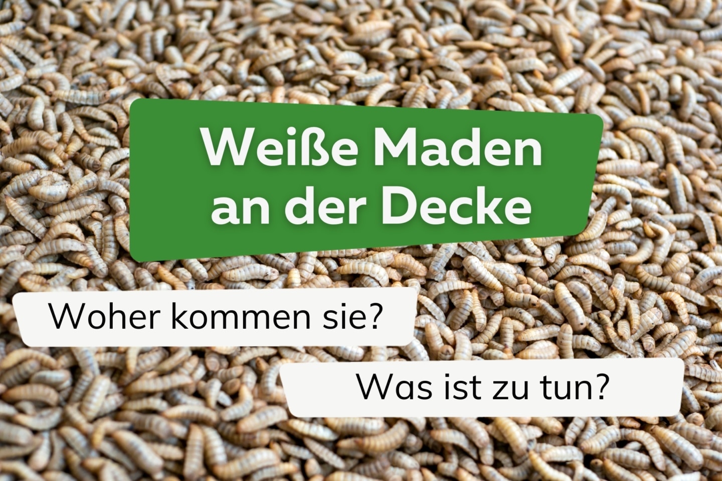 Maden an der Decke der Küche: wichtige Sofort-Maßnahmen
