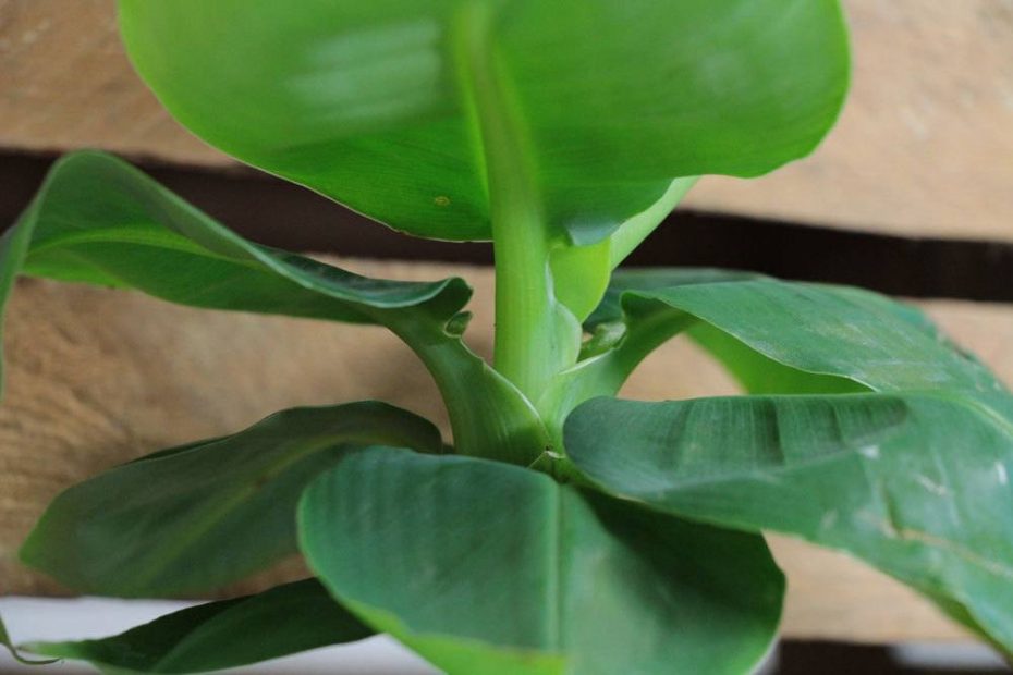 Bananen aus Samen züchten – Anleitung | Wie sehen Bananensamen aus?