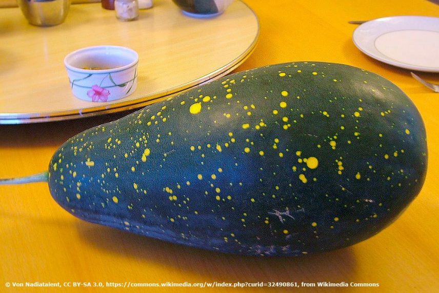 Melonenarten von A-Z | 12 Melonensorten bestimmen mit Bildern