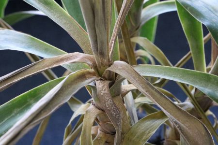 Yucca Palme Krankheiten Bilder