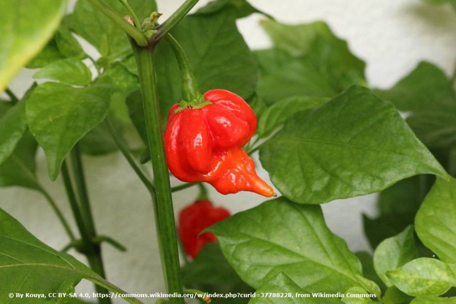 Die 10 schärfsten Chilisorten der Welt: Tabelle mit Scoville-Werten
