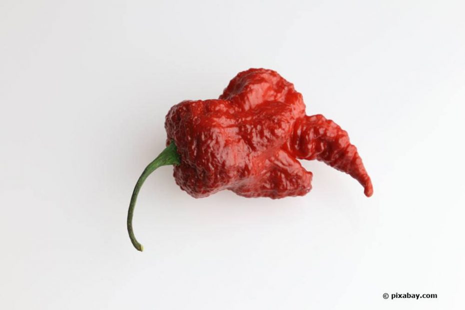 Die 10 schärfsten Chilisorten der Welt: Tabelle mit Scoville-Werten
