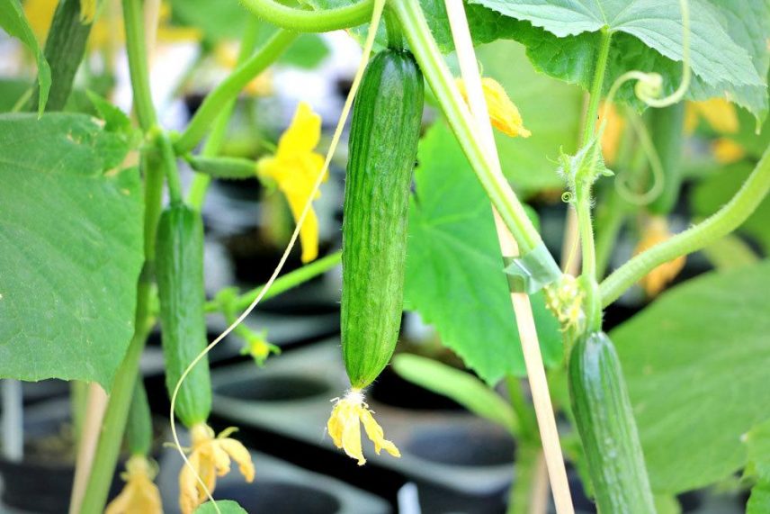 Mischkultur: 15 gute Nachbarn von Gurken