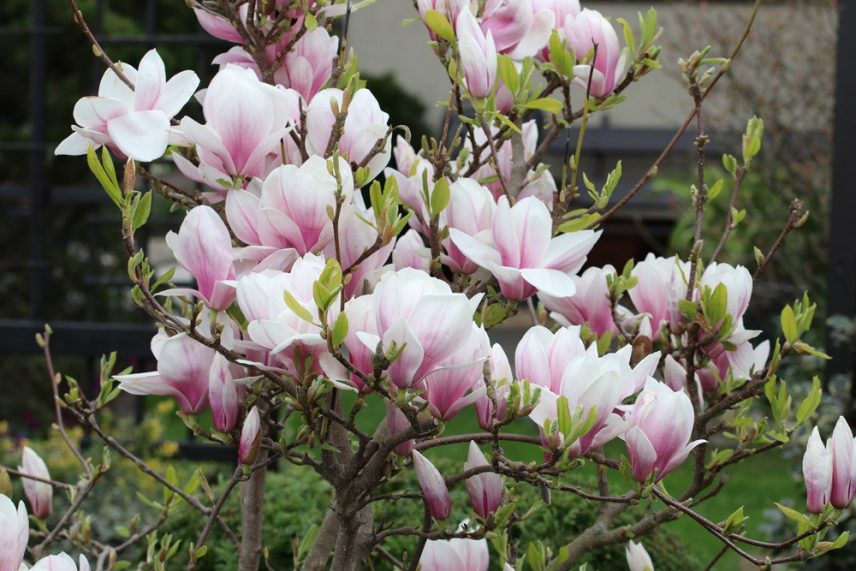 Stilvolle Magnolie Schwchelt Nach Dem Umpflanzen Ebenbild