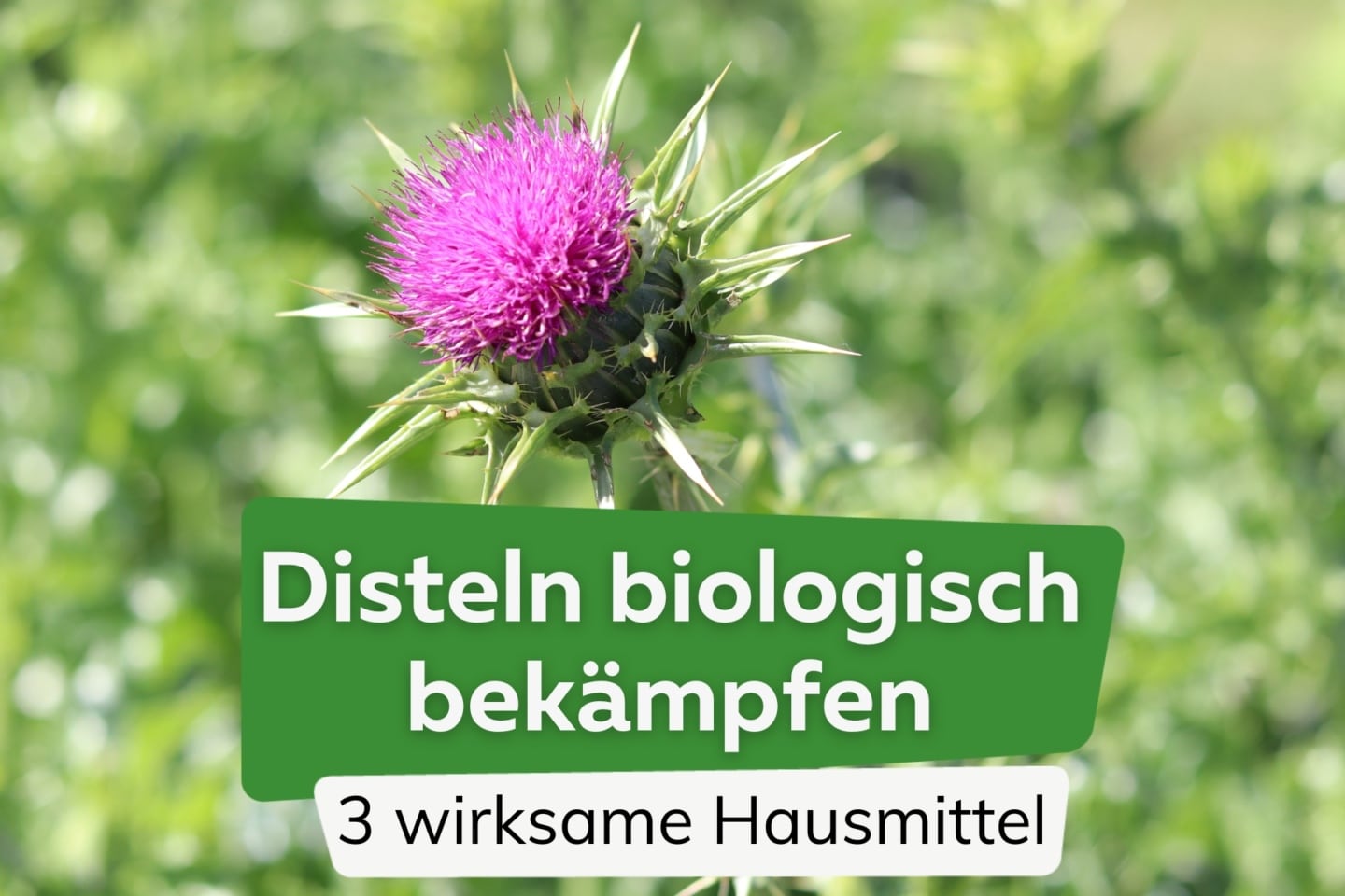 Disteln im Garten bekämpfen, aber biologisch! 3 wirksame Hausmittel