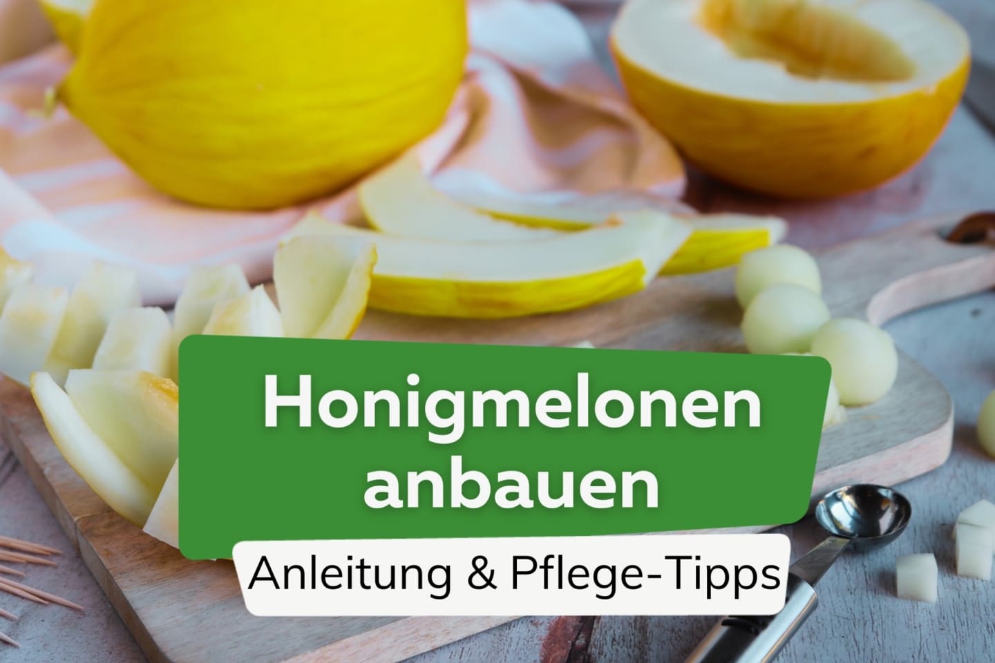 Honigmelonen-Pflanze anbauen: Anleitung und Pflege-Tipps