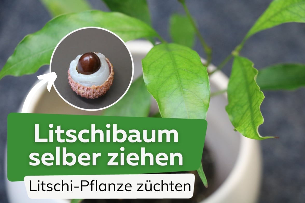 Litschibaum ziehen: so züchten Sie die eigene Litschi-Pflanze