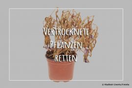 Vertrocknete Pflanzen retten | Tote Pflanzen wieder aufpäppeln