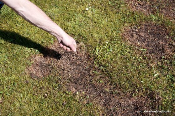 Vertrocknete Pflanzen retten | Tote Pflanzen wieder aufpäppeln