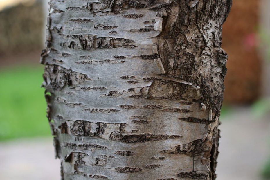 Apfelbaum Rinde Krankheiten