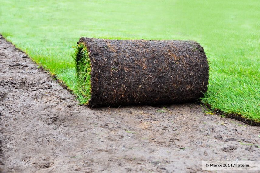 Neuer Rollrasen Wird Gelb