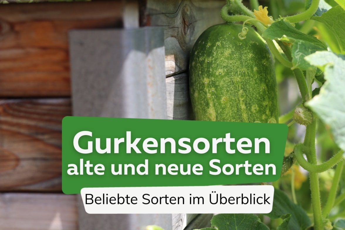 Gurkensorten: 21 alte und neue Sorten im Überblick | Beliebte Sorten