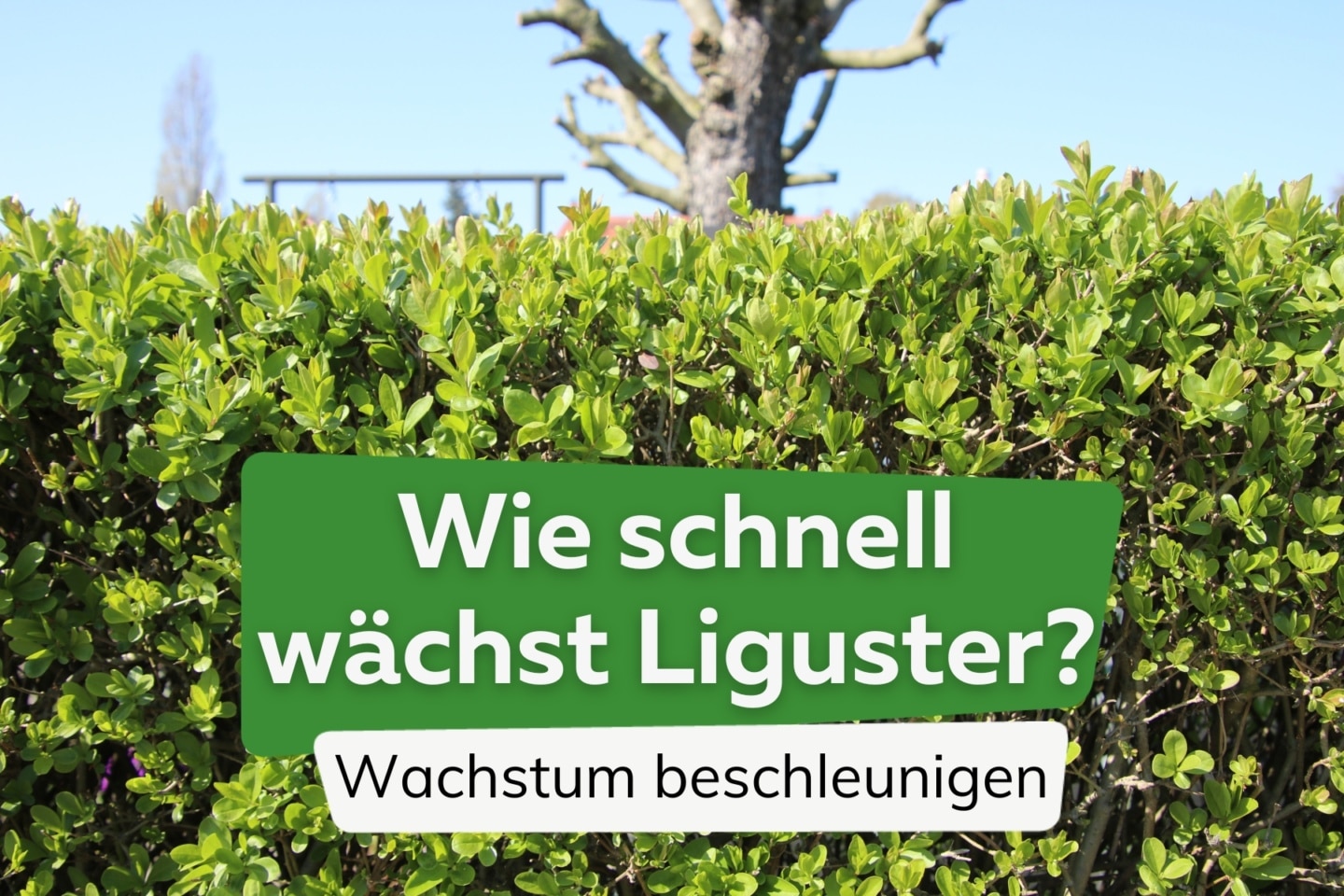 Wie schnell wächst Liguster? So beschleunigen Sie das Wachstum
