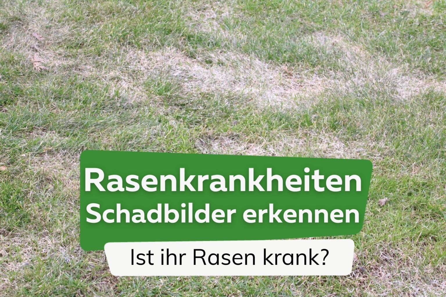 Rasenkrankheiten: 13 Schadbilder erkennen | Ist ihr Rasen krank?
