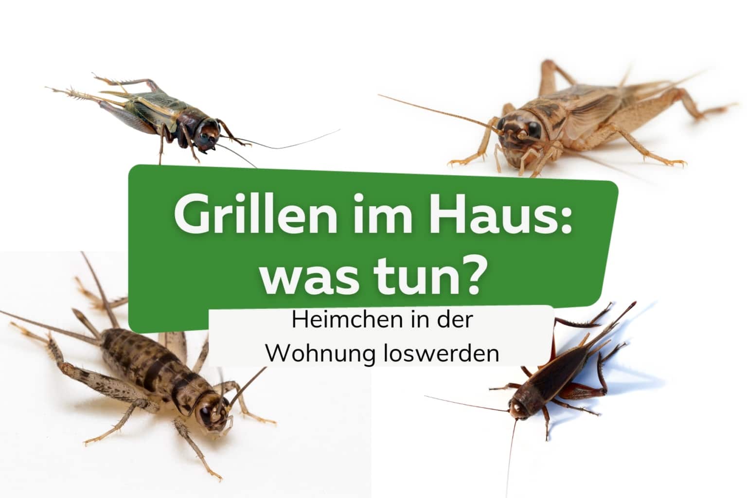 Grillen im Haus: was tun? | Heimchen in der Wohnung loswerden
