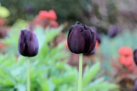 Erstaunlich Schwarze Tulpen Bedeutung Ebenbild