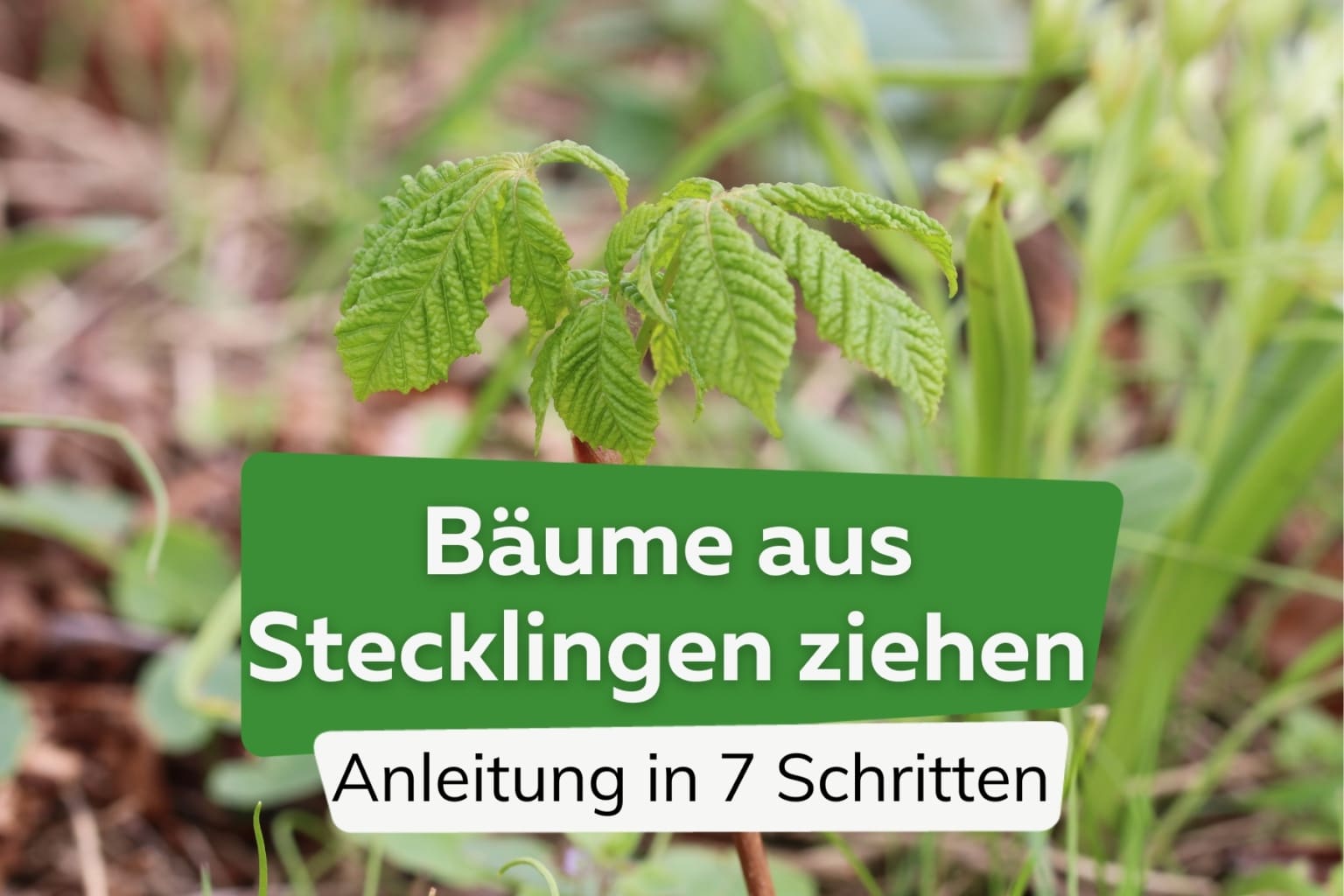 Bäume aus Stecklingen ziehen: Anleitung in 7 Schritten | Ast & Zweig