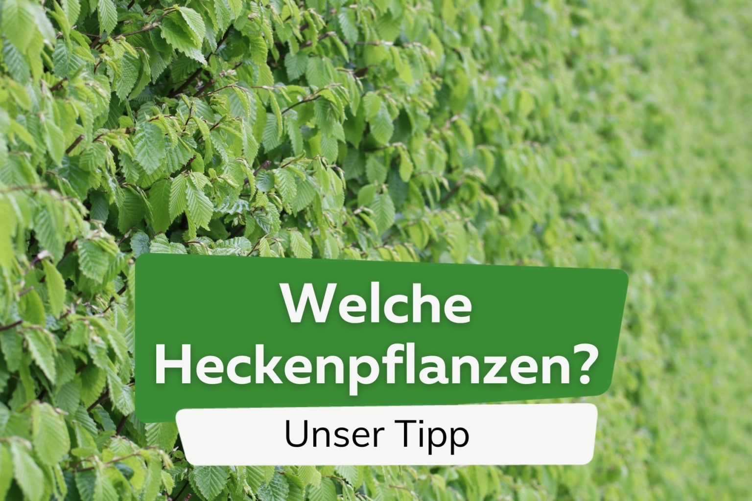 Welche Heckenpflanzen: Hainbuche oder Rotbuche? Unser Tipp