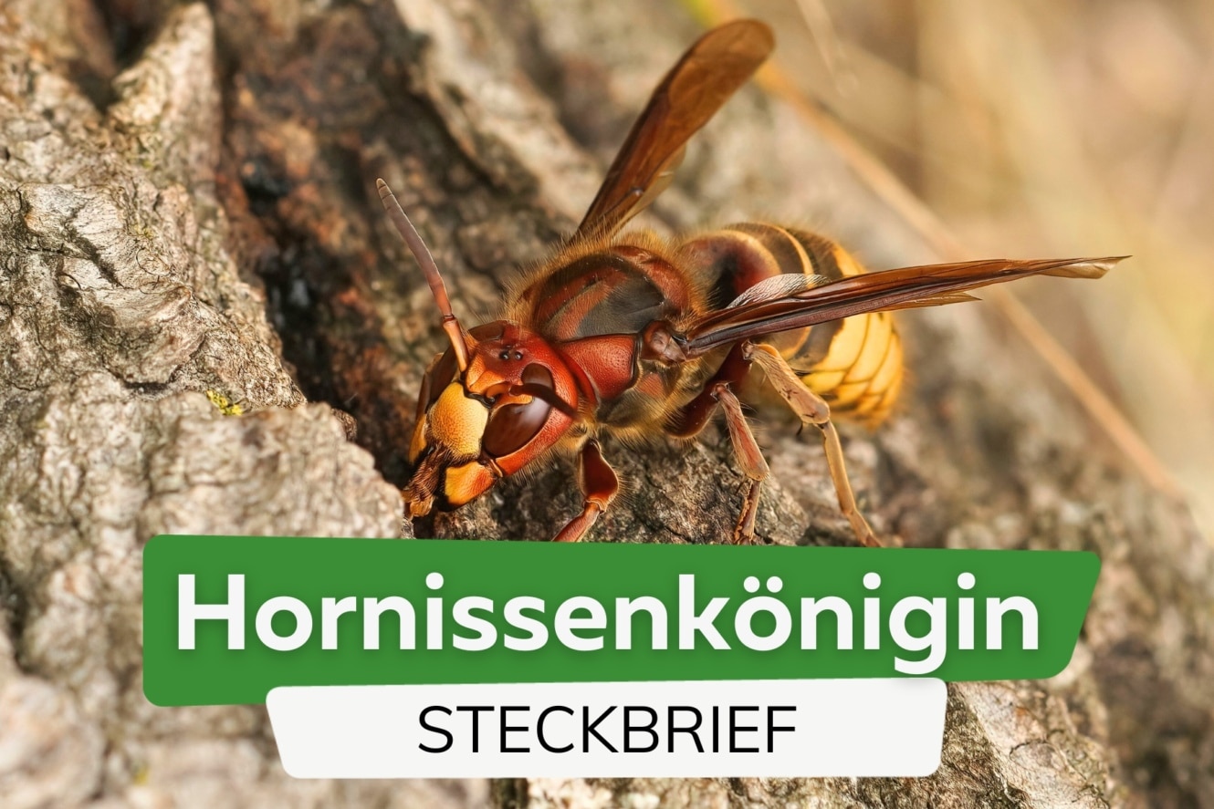 Hornissenkönigin: Steckbrief, Größe und Aussehen | 15 Fakten