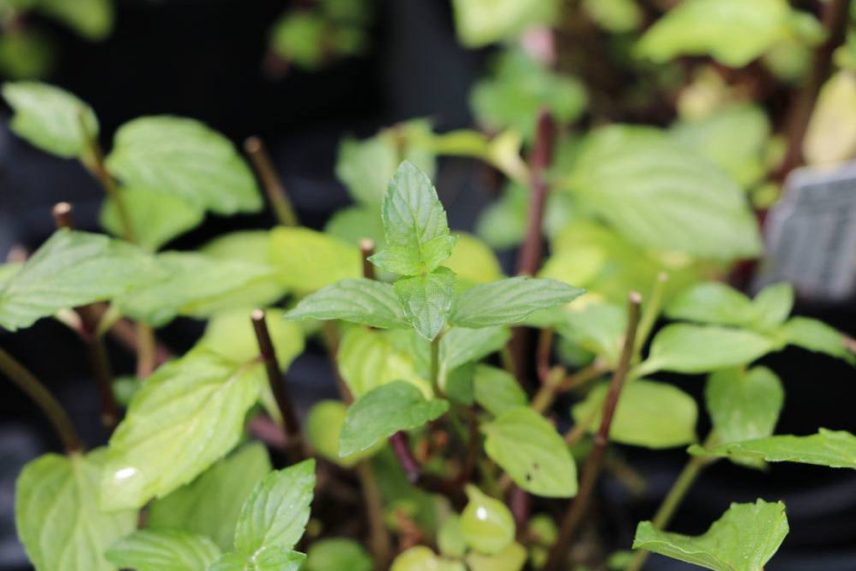 Minze im Topf | Pflege der Pfefferminze im Kübel von A-Z