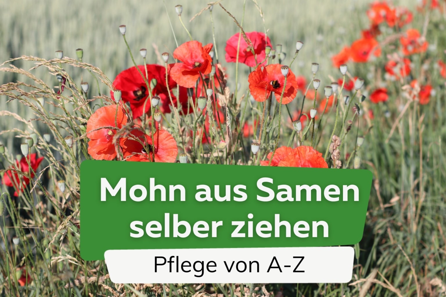 Mohn aus Samen selber ziehen: wann aussäen? Pflege von A-Z