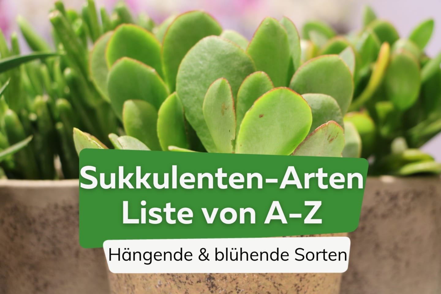 Sukkulente Reprasentative Arten
