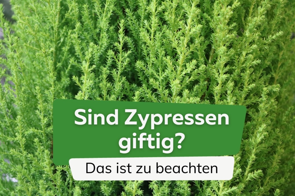 Sind Zypressen wie die Scheinzypresse giftig? | Das ist zu beachten