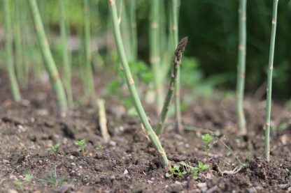Wann ist Spargelzeit 2025: Beginn und Ende der Spargelsaison