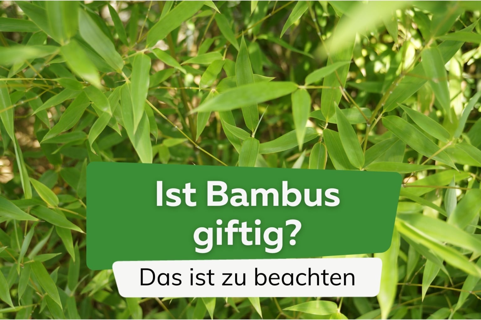 Bambus ist braun: ist er vertrocknet oder erfroren? Was tun?