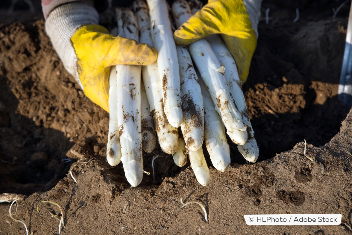 Wann ist Spargelzeit 2025: Beginn und Ende der Spargelsaison