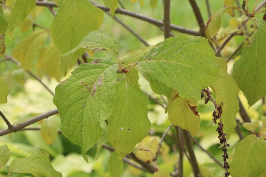 10 Flieder-/Sommerflieder-Krankheiten an Stamm, Blättern und Blüten